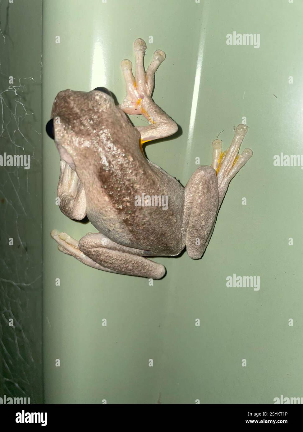 Peron's Tree Frog (Litoria peronii), Amphibia, Athel Tree Cr, Bradbury ...