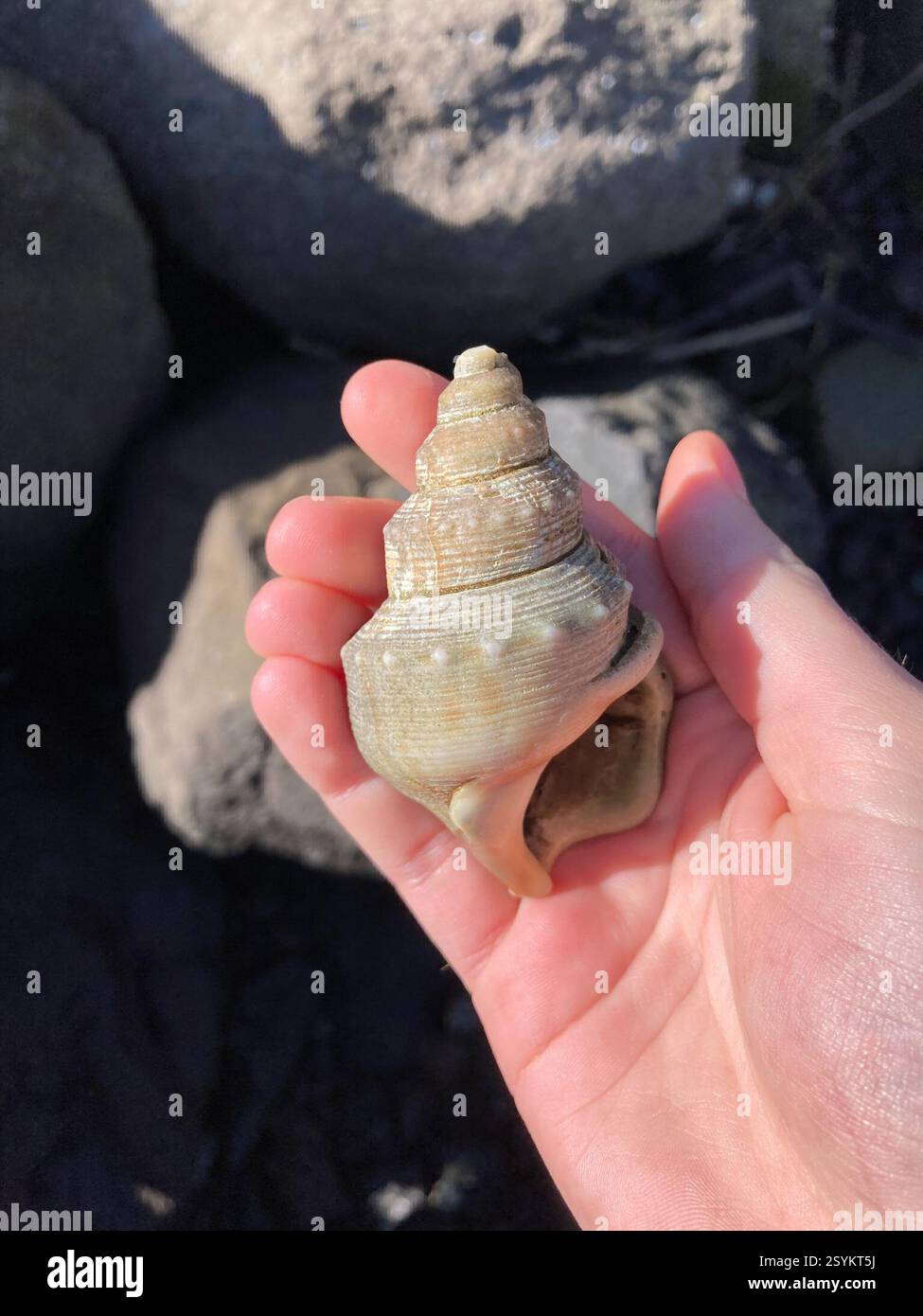 Ostrich Foot Snail (Struthiolaria papulosa), Mollusca, Scarborough ...