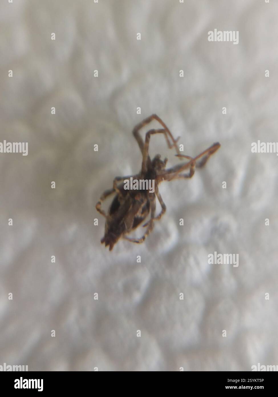 Walckenaer's Feather-legged Spider (Uloborus walckenaerius), Arachnida ...