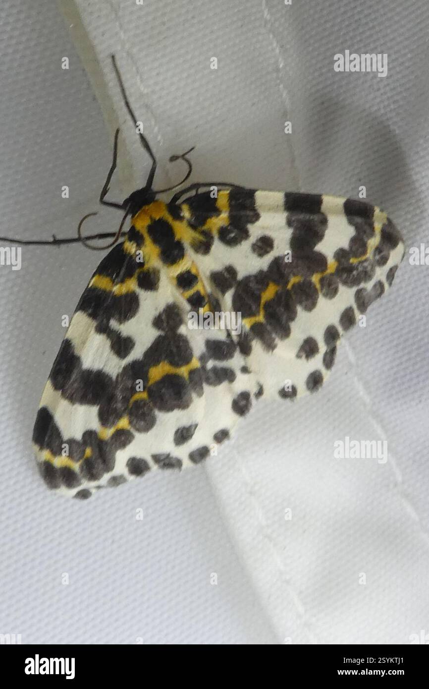 Magpie Moth (Abraxas grossulariata), Insecta, South Heale Cottage ...