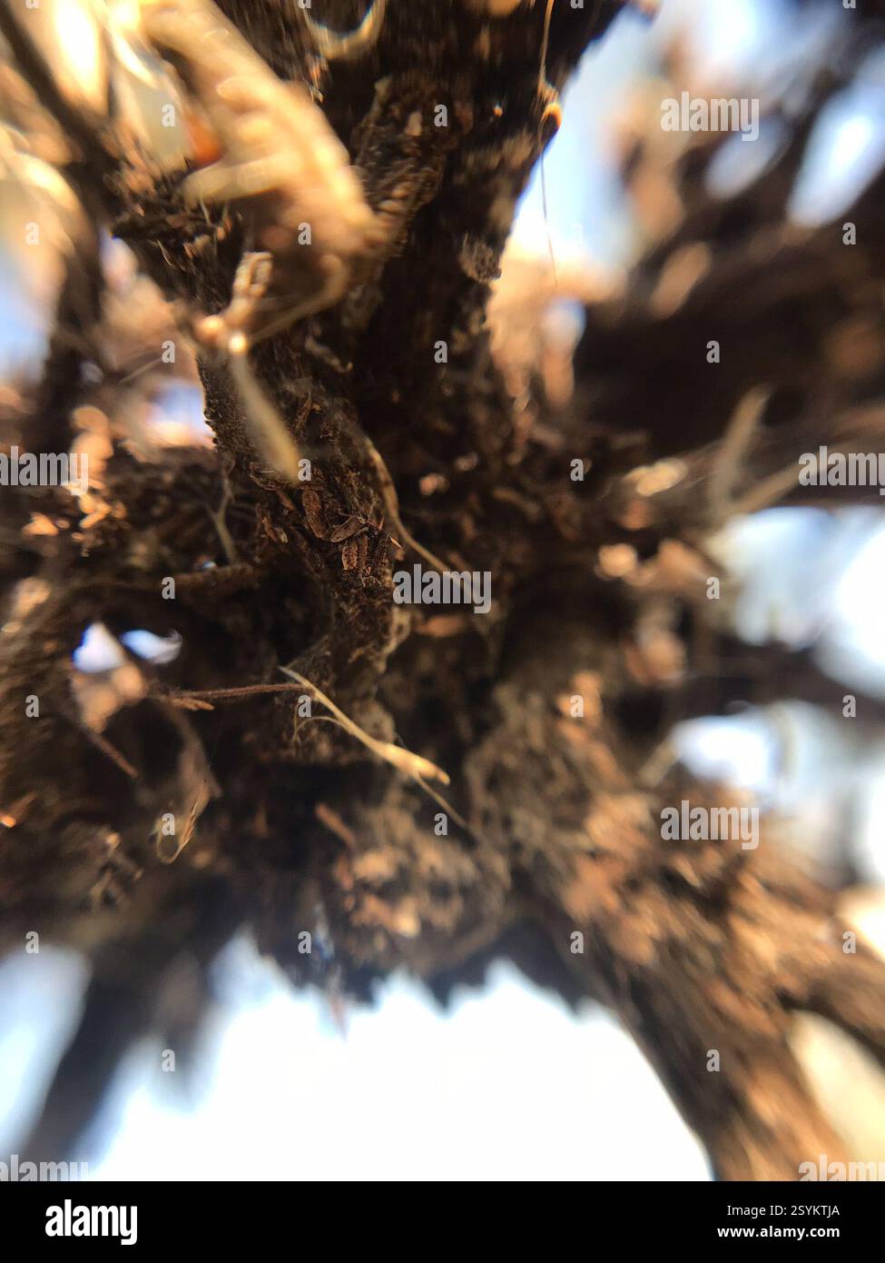(Ravenelia), Fungi, Santa Fe de la Vera Cruz, Santa Fe, Argentina Stock ...