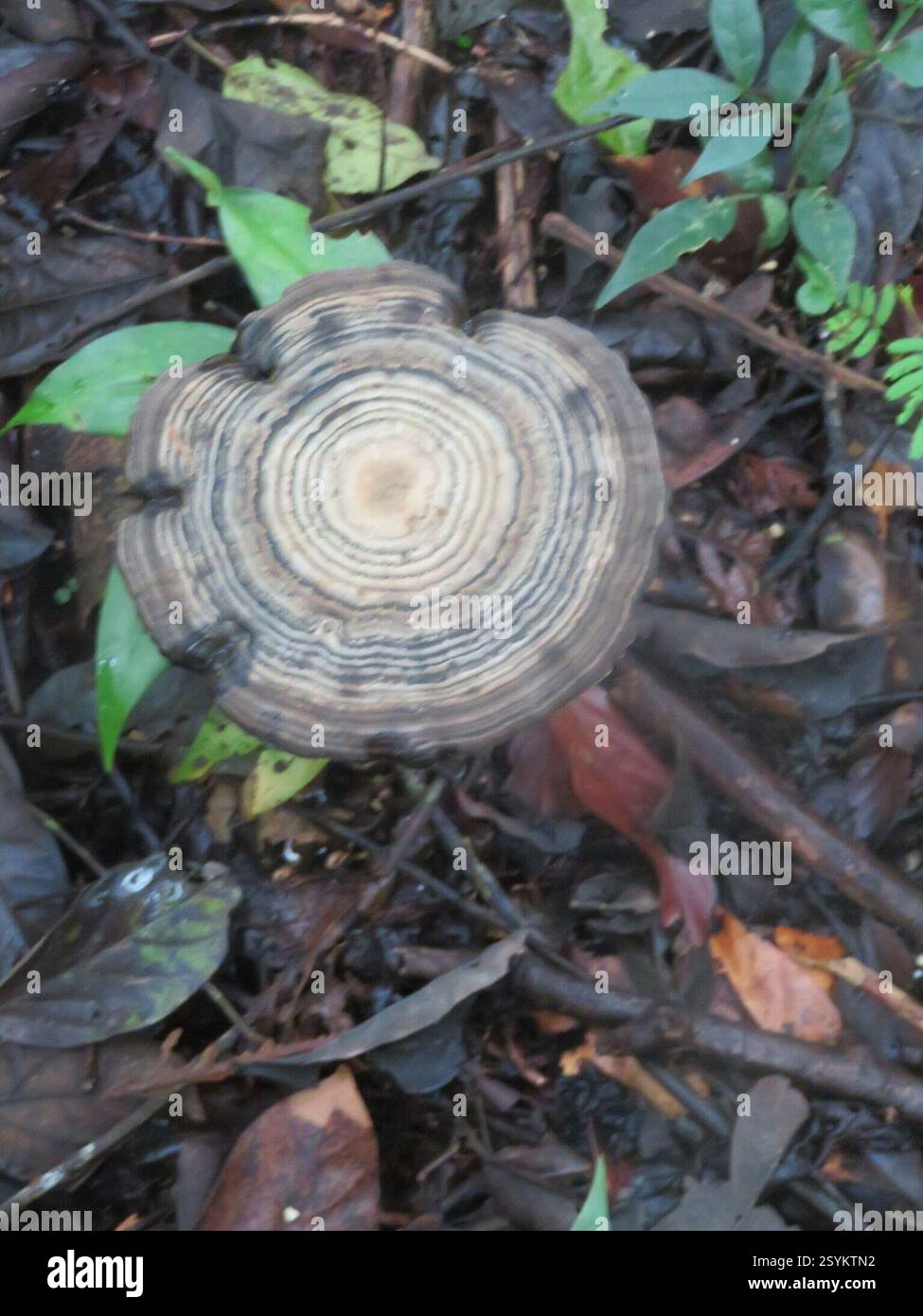 bracket fungi (Polyporaceae), Fungi, Maynas Province, Peru Stock Photo ...