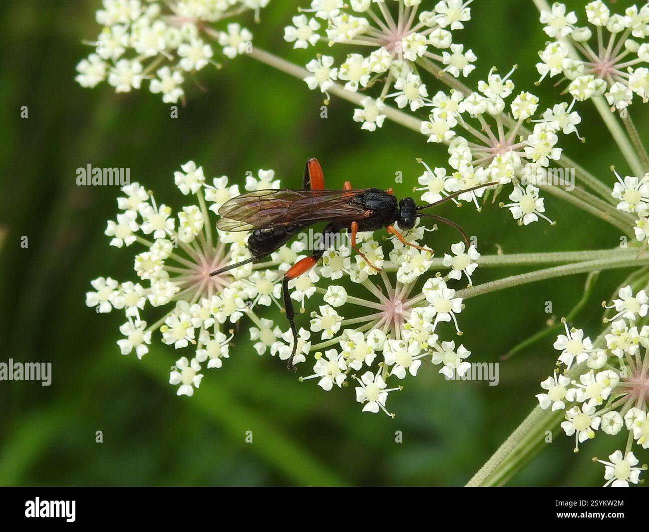 Black Slip Wasp (Pimpla rufipes), Insecta, 27419 Tiste, Germany Stock ...