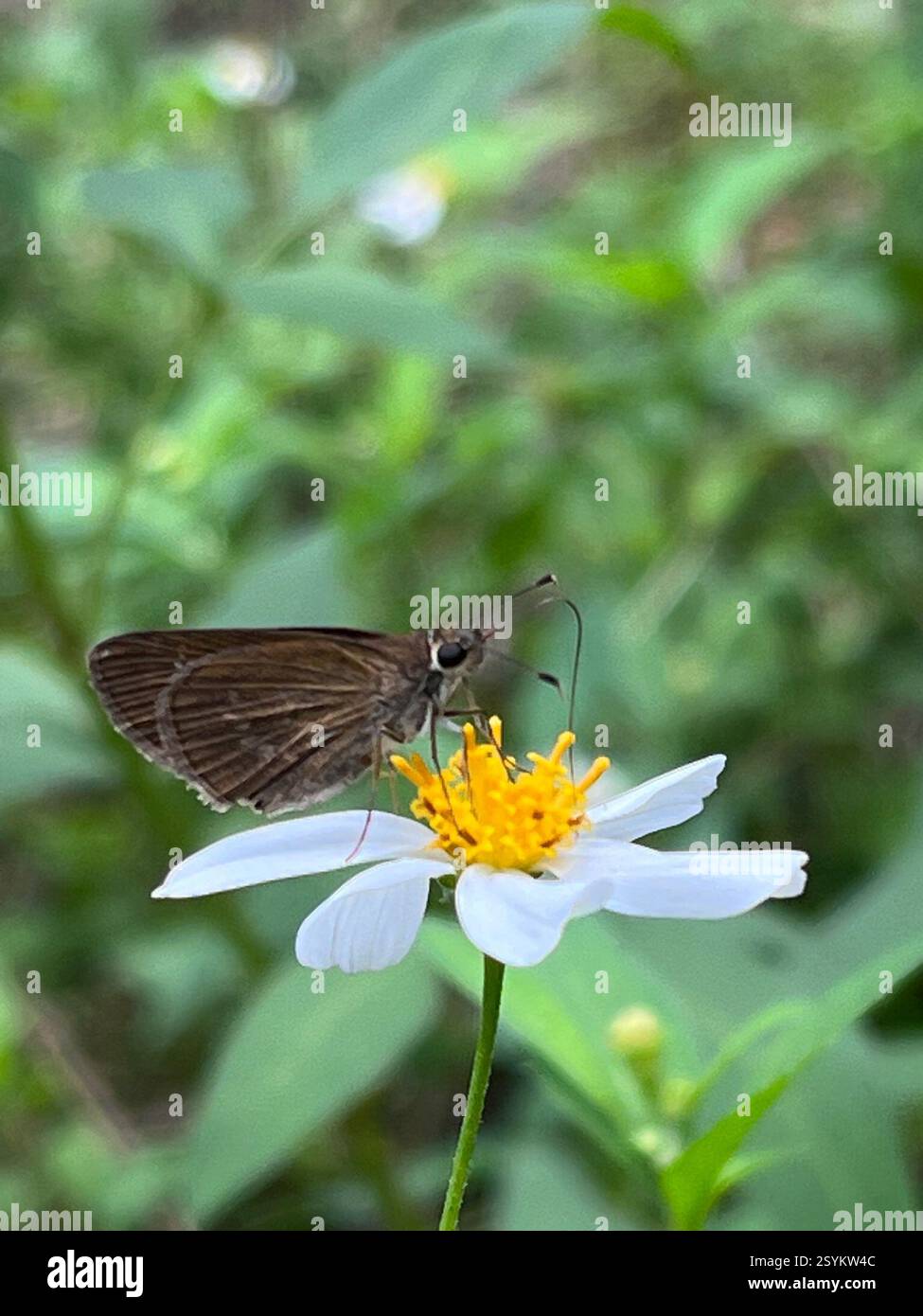 Three-spotted Skipper (Cymaenes tripunctus), Insecta, Florida, US Stock ...