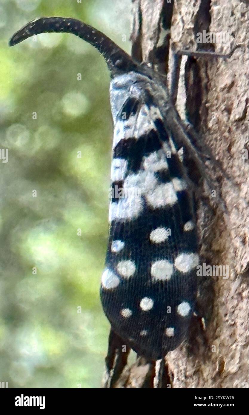 Pyrops maculatus hi-res stock photography and images - Alamy