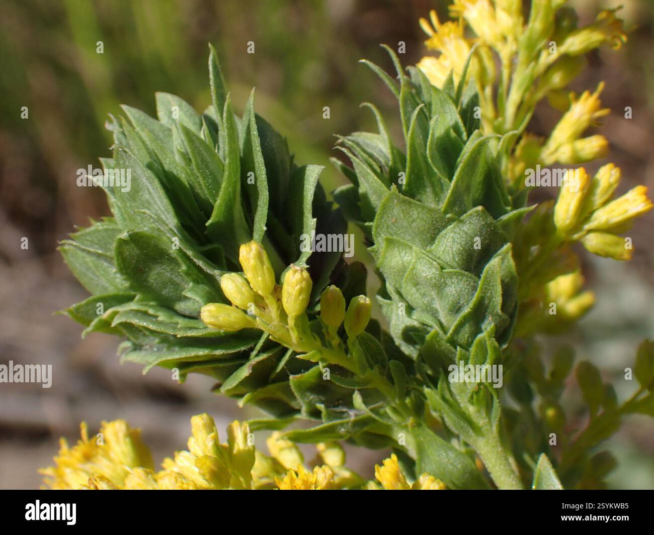 (Asphondylia), Insecta, Val Marie No. 17, SK S0N, Canada, Tentative ID ...