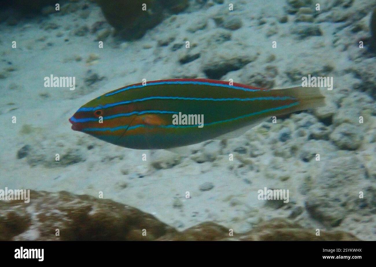 Three-ribbon Wrasse (Stethojulis trilineata), Actinopterygii, Mueang ...