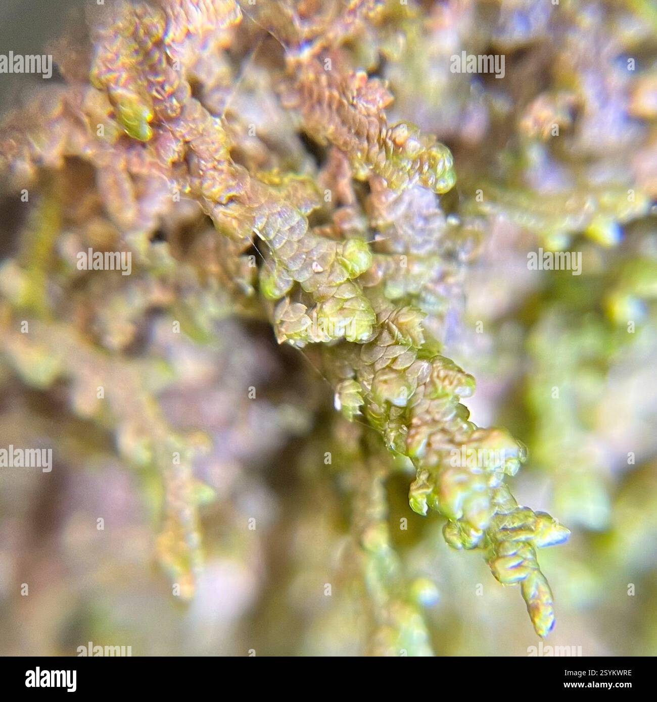 Porella sp hi-res stock photography and images - Alamy