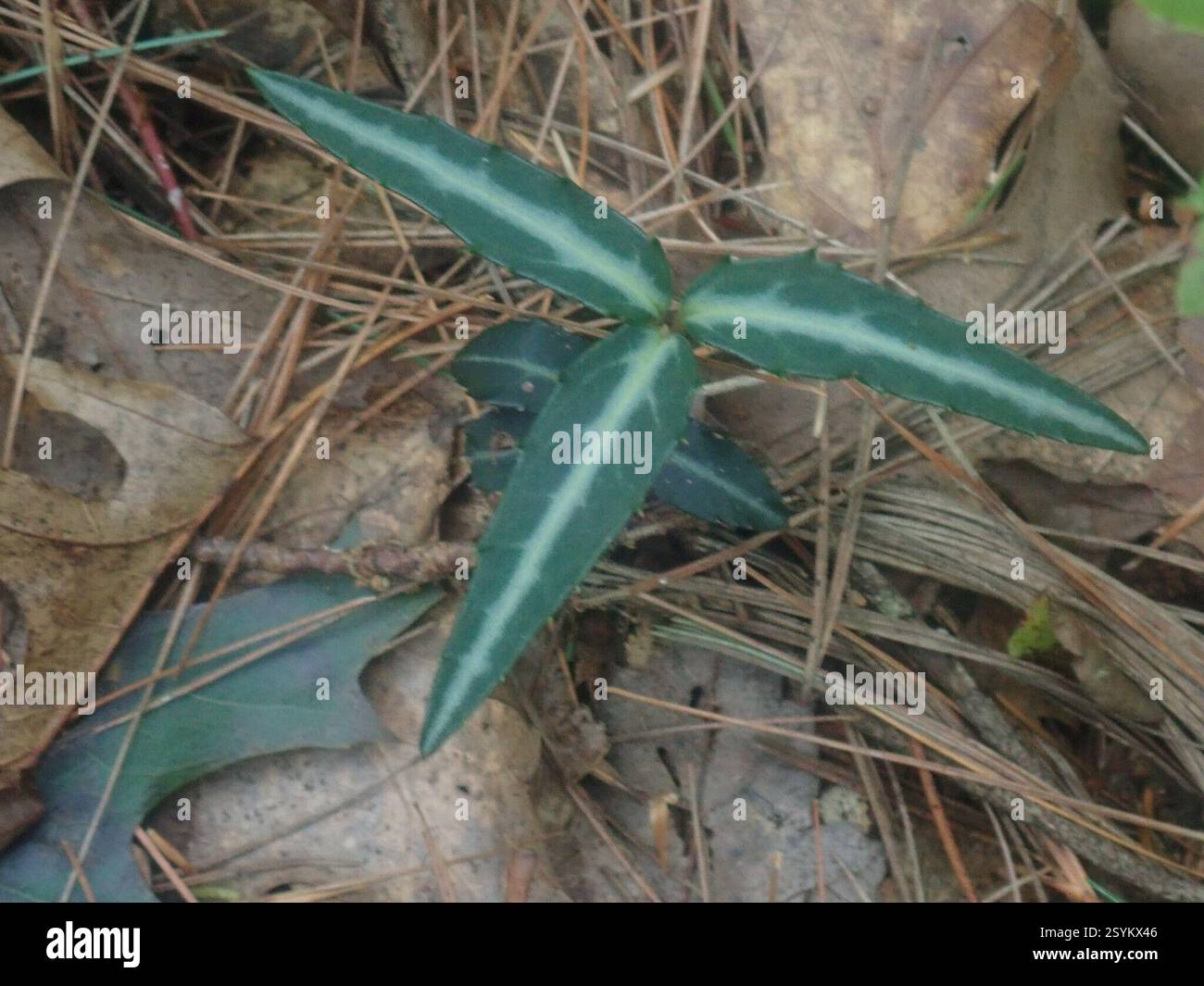 striped wintergreen (Chimaphila maculata), Plantae, Ware, MA 01082, USA ...