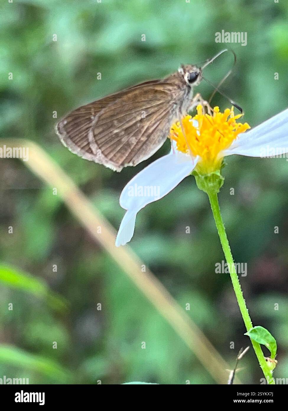 Three-spotted Skipper (Cymaenes tripunctus), Insecta, Florida, US Stock ...