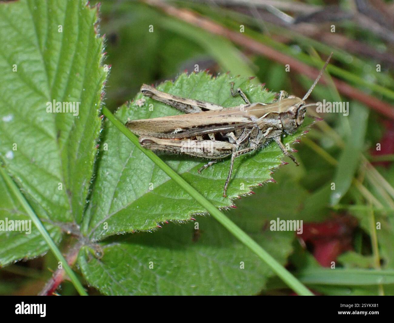 Common Field Grasshopper (Chorthippus brunneus), Insecta, Prestonpans ...