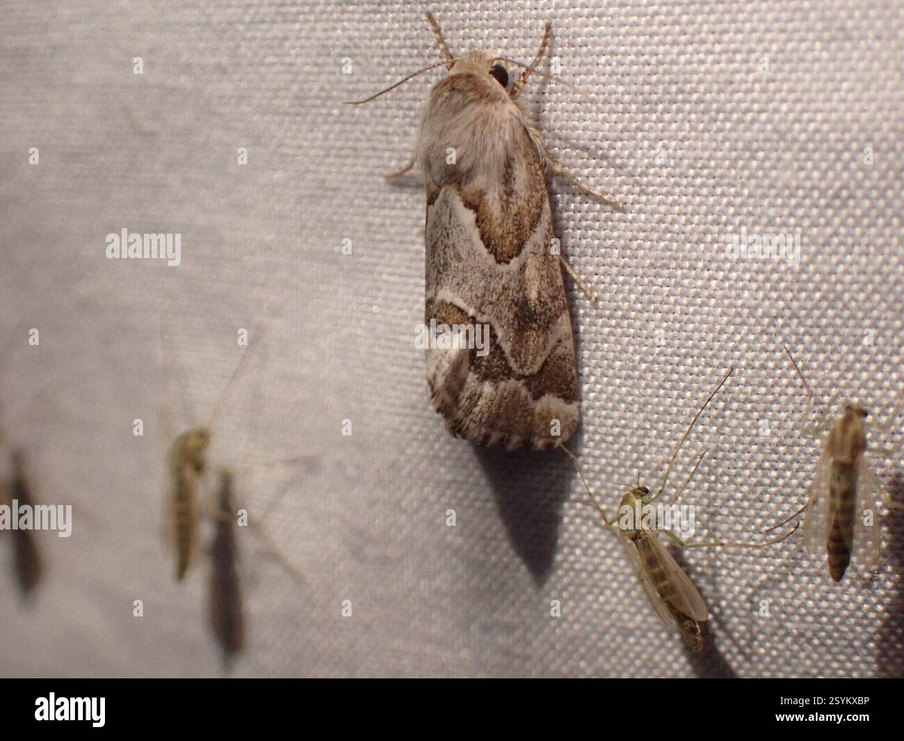 Acute-lined Flower Moth (Schinia acutilinea), Insecta, Val Marie No. 17 ...