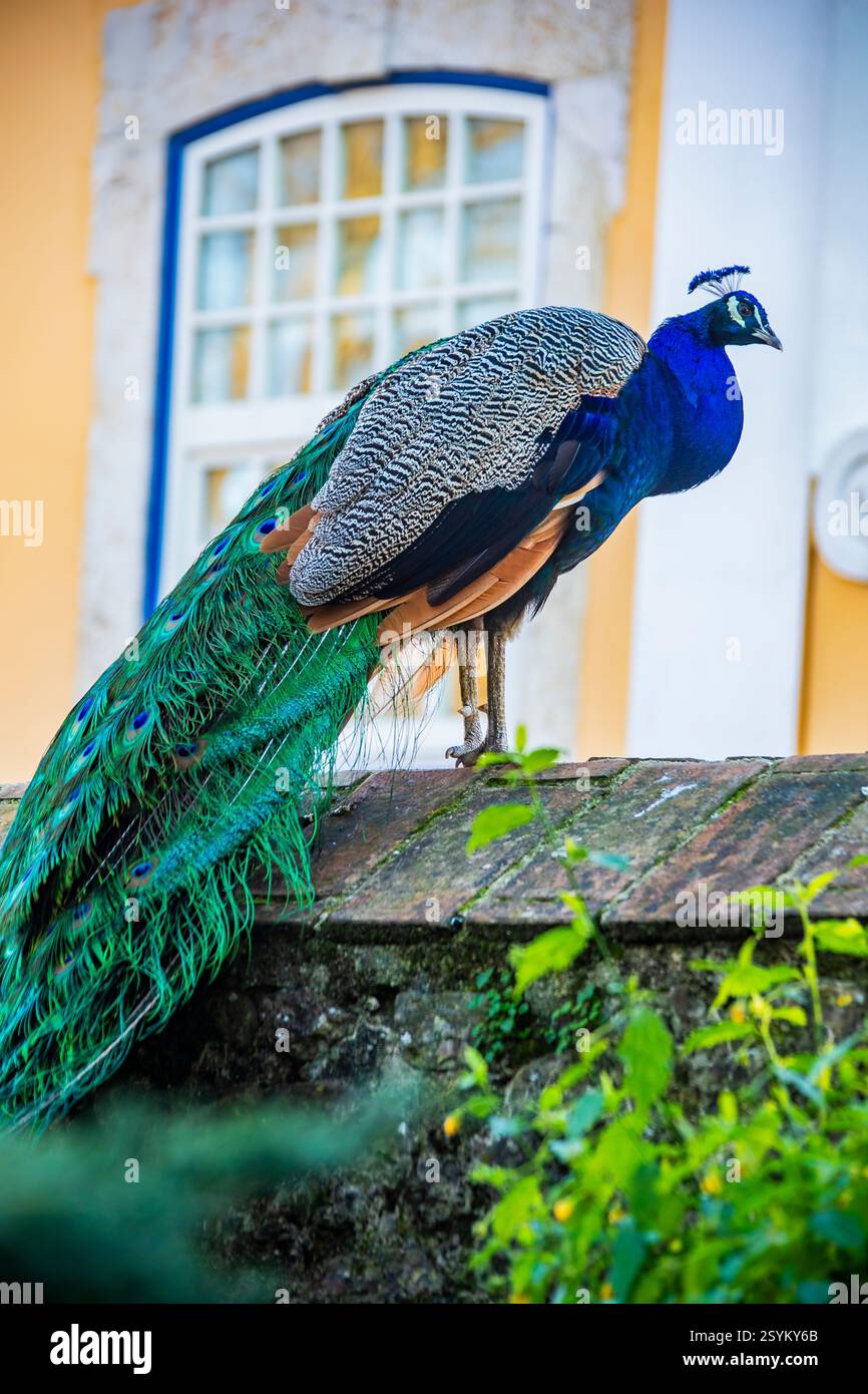 Indian peafowl (Pavo cristatus) in front of Castelo de S. Jorge. A ...