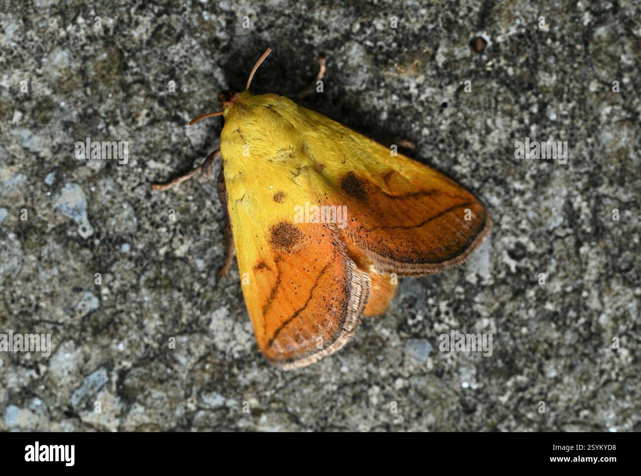 Monema flavescens hi-res stock photography and images - Alamy