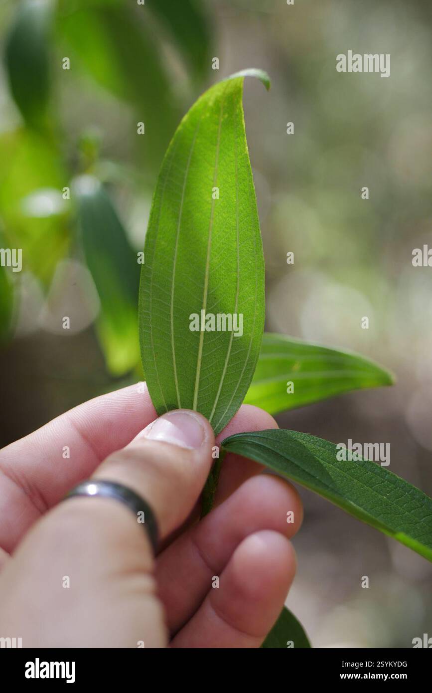 Common Melastoma (Melastoma candidum), Plantae, Nathan, Queensland ...