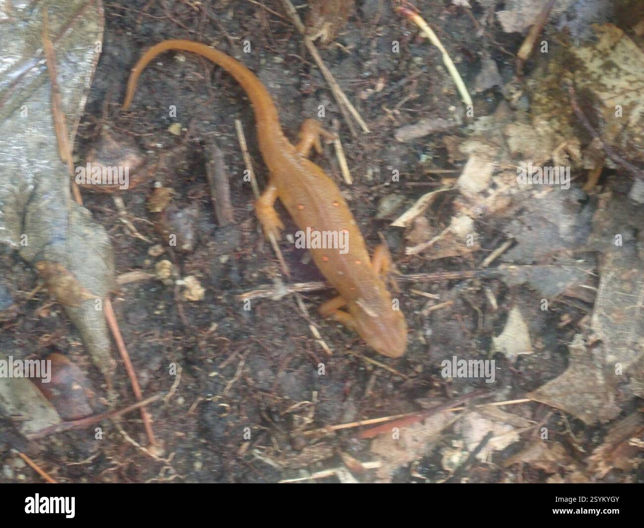 Eastern Newt (Notophthalmus viridescens), Amphibia, Middlesex ...