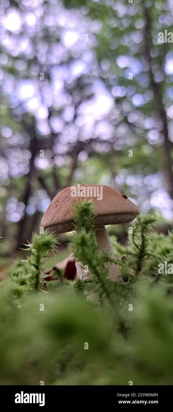 (Leccinum), Fungi, Halkirk KW12 6XA, UK Stock Photo - Alamy