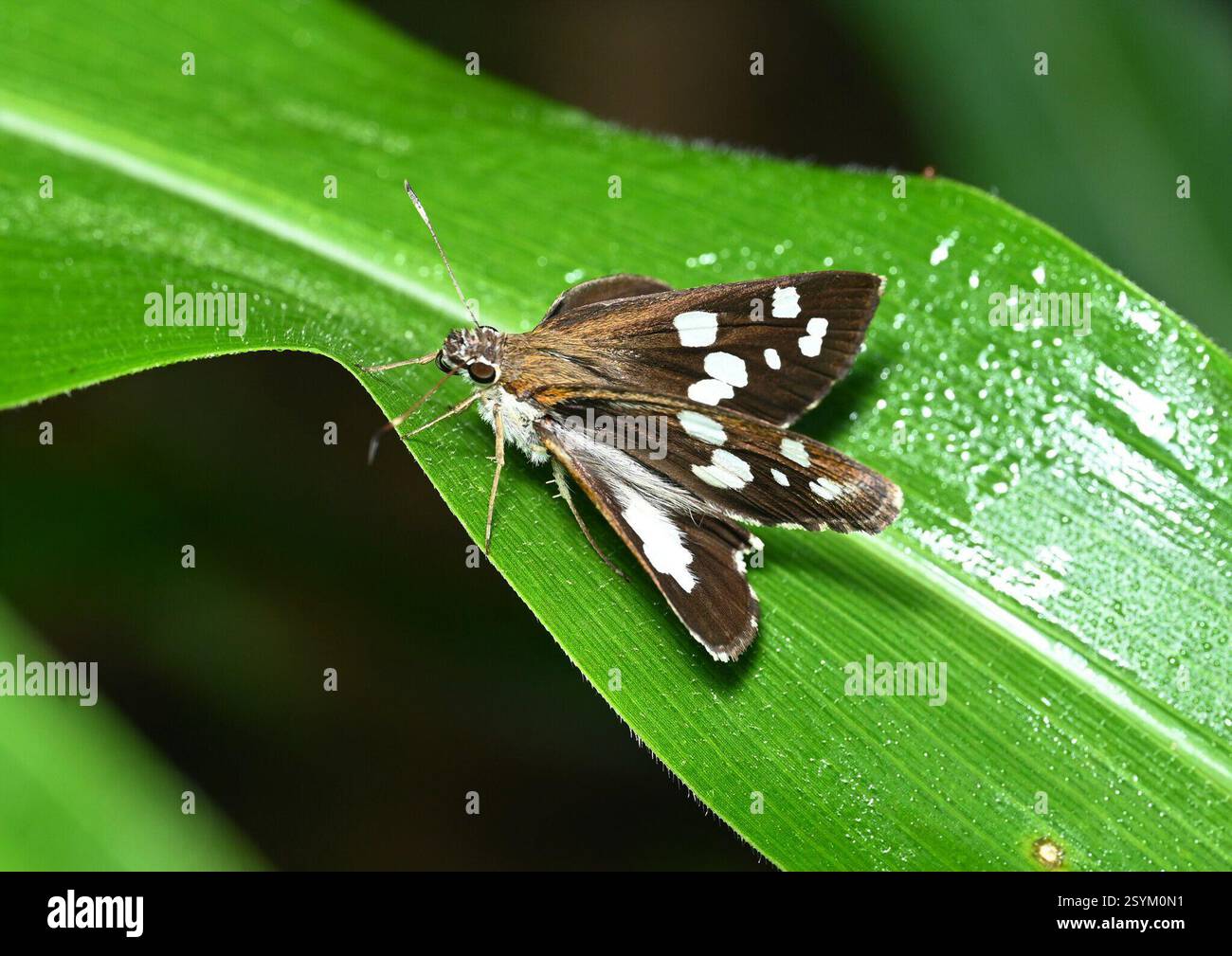 Grass Demon (Udaspes folus), Insecta, 中国江西省上饶市婺源县 Stock Photo - Alamy
