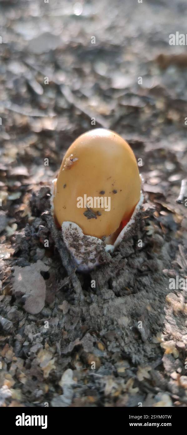 Orange grisette amanita crocea hi-res stock photography and images - Alamy