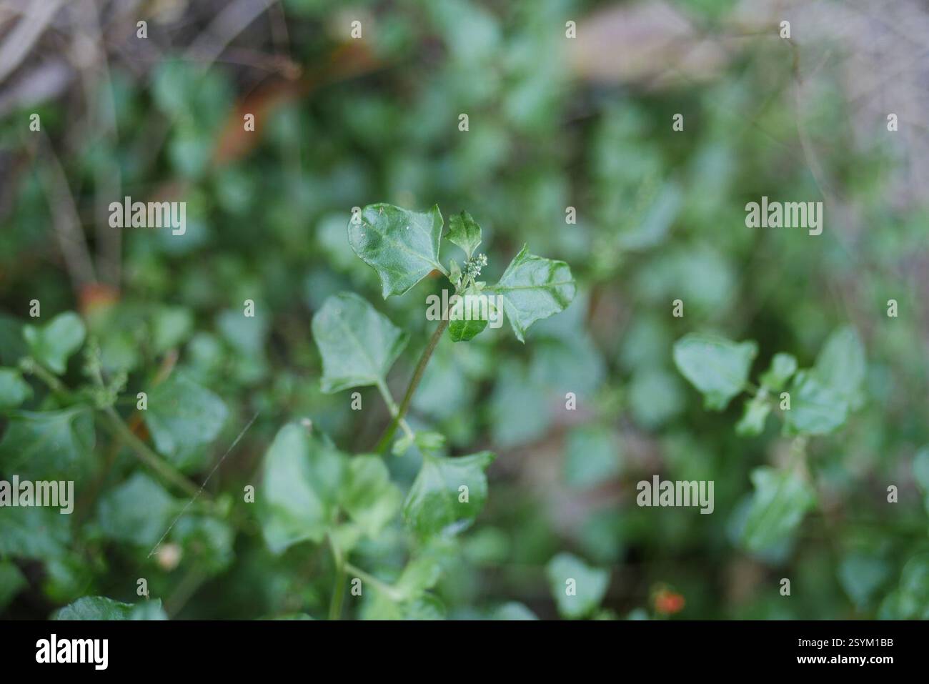 Saloop (Chenopodium robertianum), Plantae, Victoria Point, Queensland ...