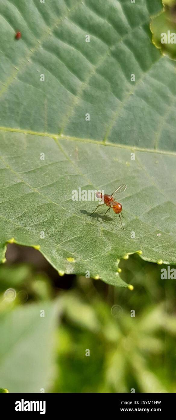 Black Scavenger Flies (Sepsidae), Insecta, 834/1, Fort Kengeri, Kengeri ...