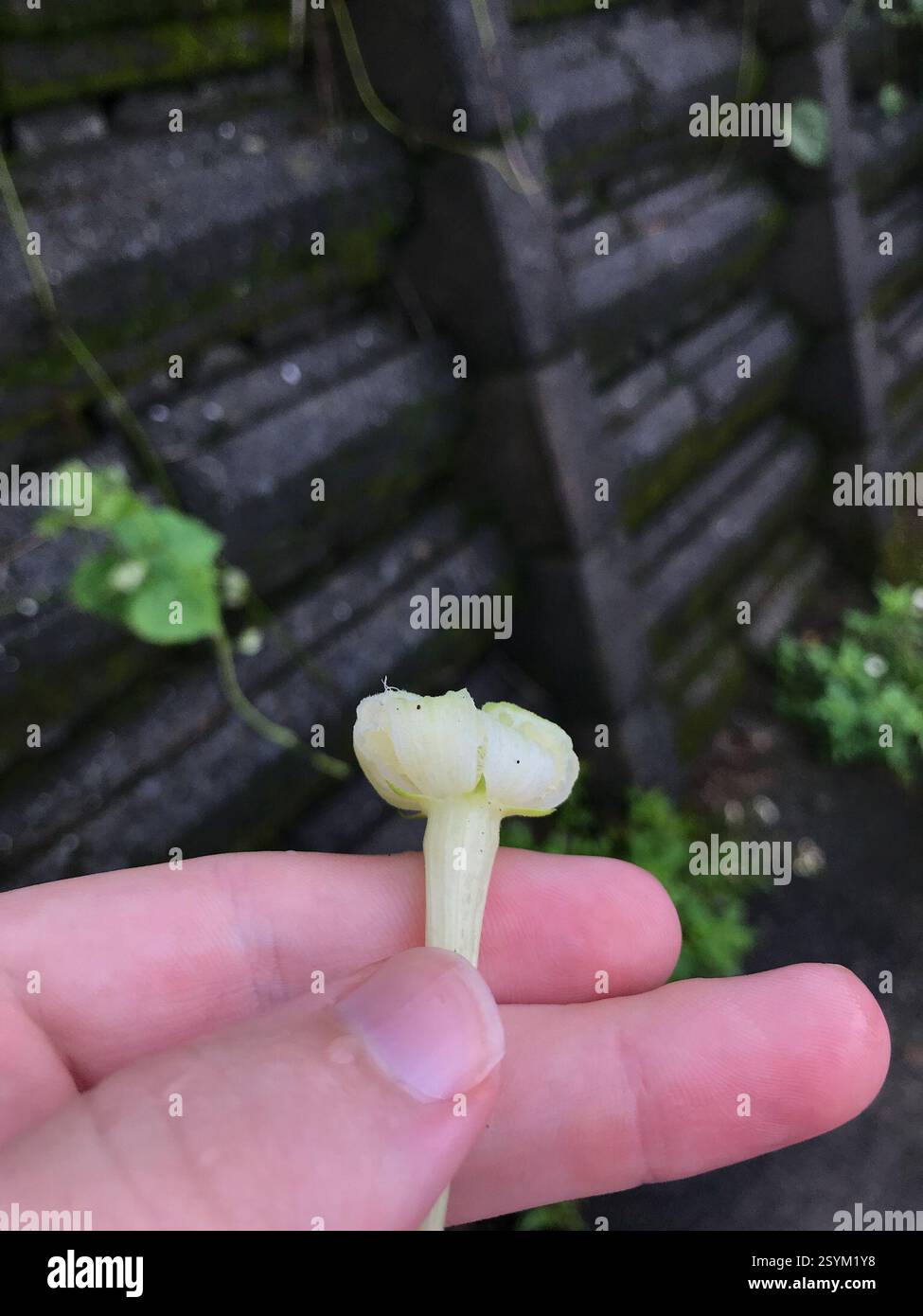 Japanese snake gourd (Trichosanthes cucumeroides), Plantae ...