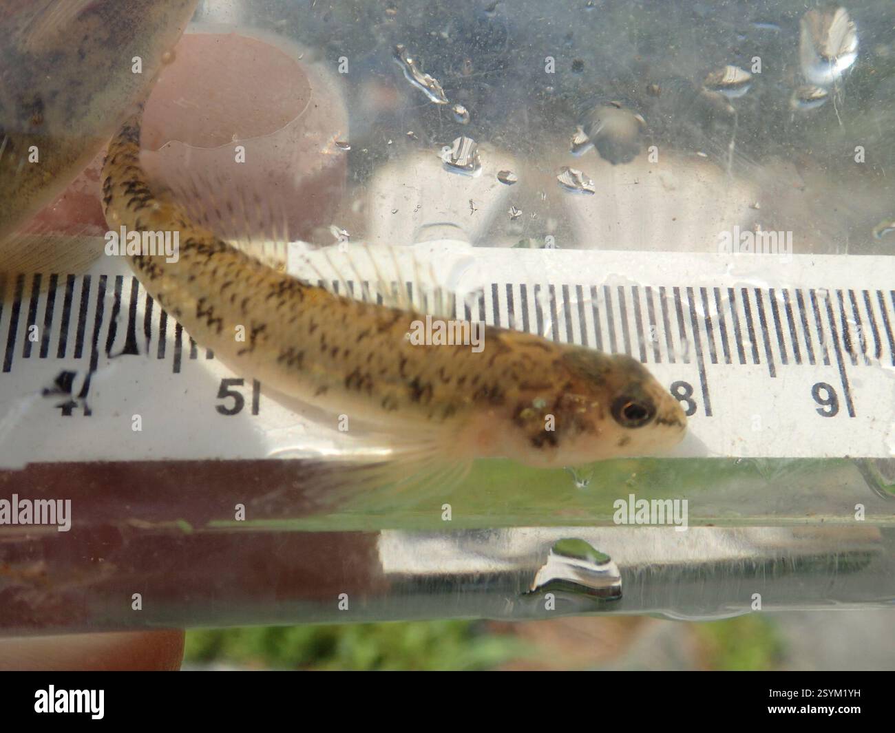 Johnny Darter (Etheostoma nigrum), Actinopterygii, Lobstick Island ...