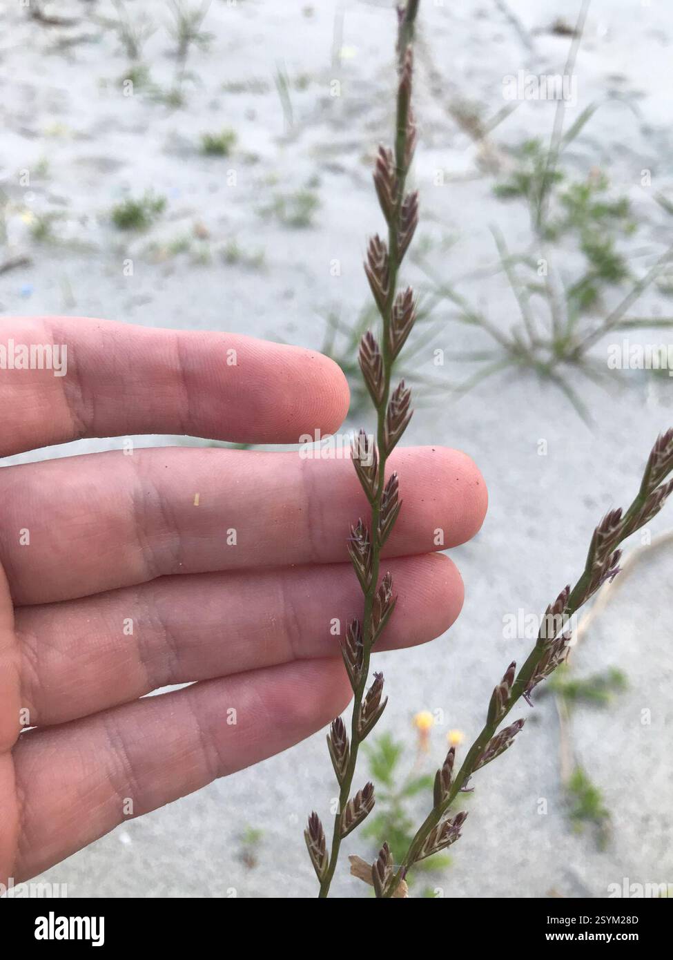 Perennial Ryegrass (Lolium perenne), Plantae, Kamikoshikicho ...