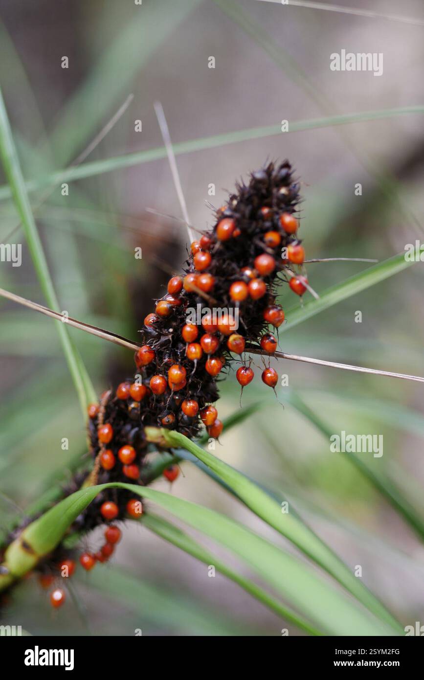 Red-berried Saw-sedge (Gahnia aspera), Plantae, Brisbane QLD, Australia ...