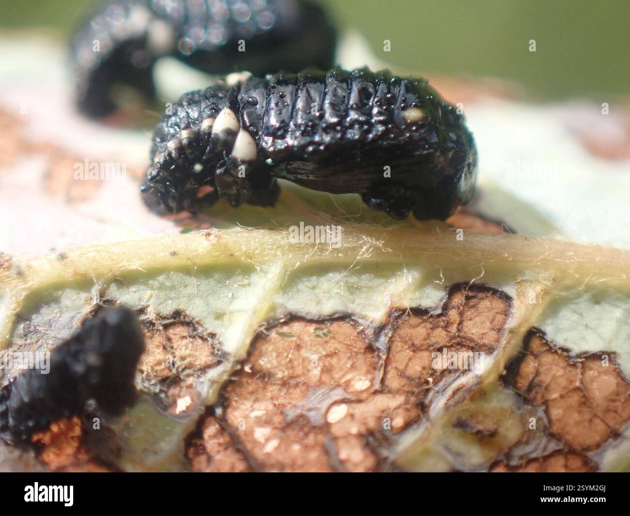 Fraser fort george hi-res stock photography and images - Alamy