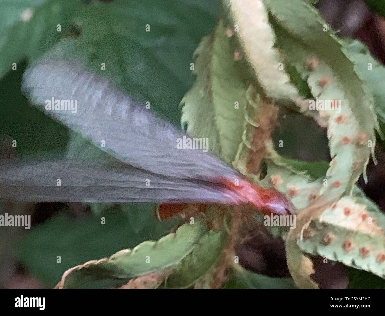 Pacific Dampwood Termite (Zootermopsis angusticollis), Insecta, Salish ...