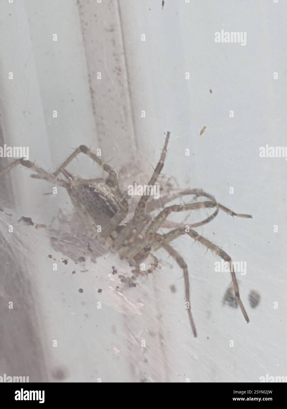 Grass Spiders (Agelenopsis), Arachnida, Kerrytown, Ann Arbor, MI 48104 ...