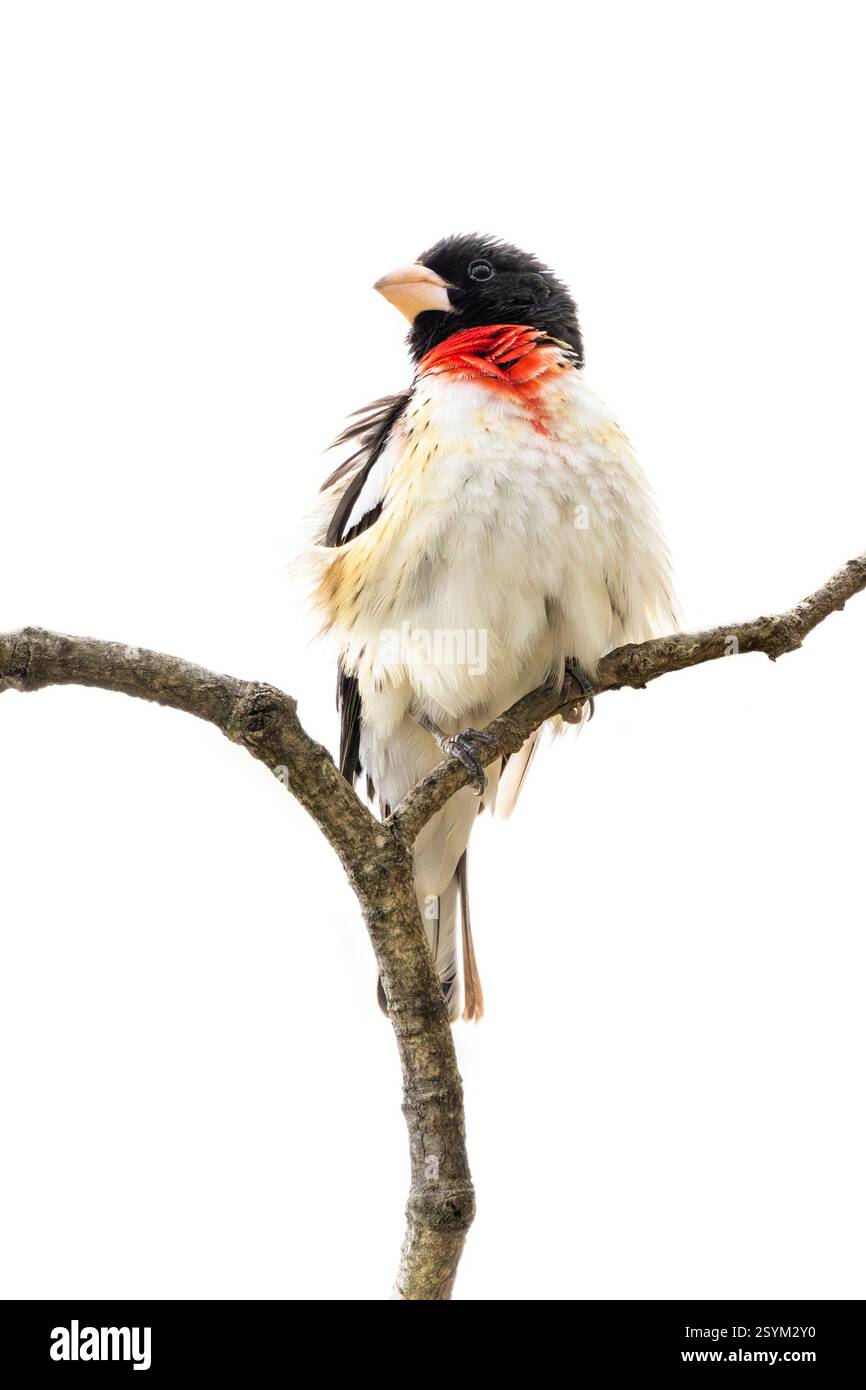 While perched on a tree branch a puff of wind fluffs a a rose-breasted ...