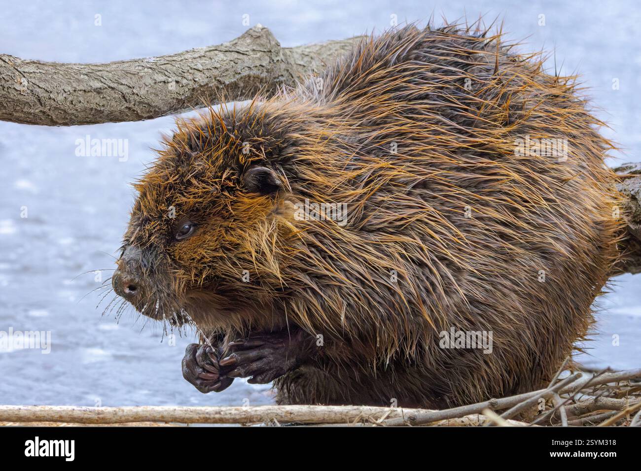 As is feeling feeling extreme anger at the photographer, beaver ...