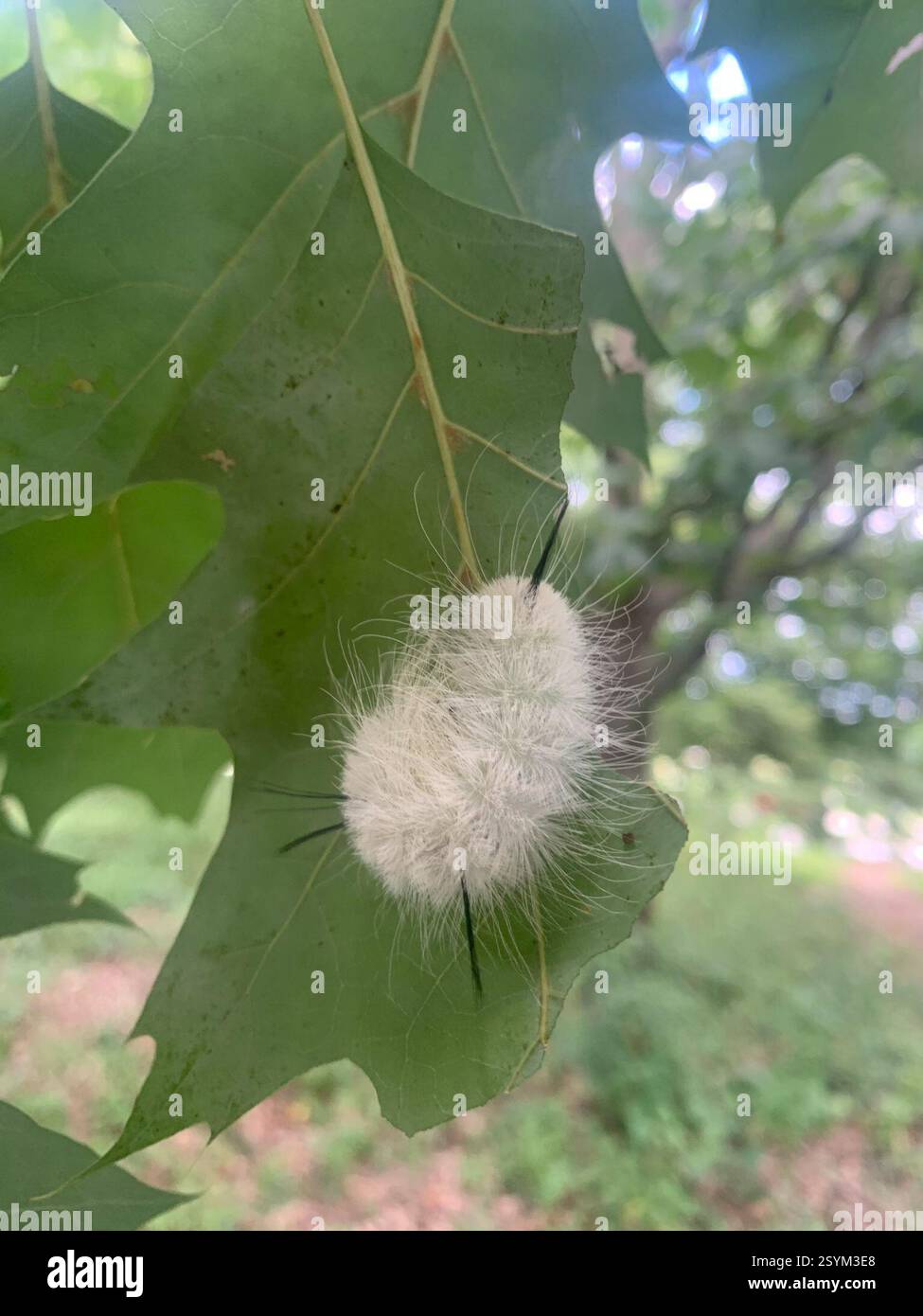 American Dagger (Acronicta americana), Insecta, The Arboretum State ...