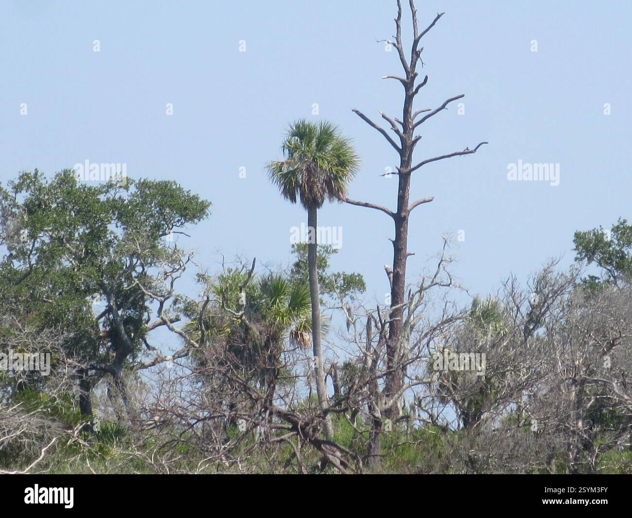 cabbage palmetto (Sabal palmetto), Plantae, Wassaw Island, GA, USA ...