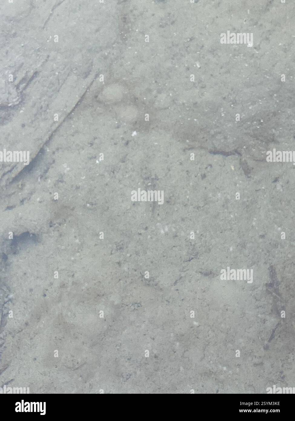 Common Bully (Gobiomorphus cotidianus), Actinopterygii, Wadeson Park ...