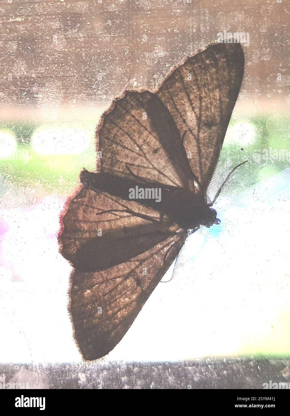 Willow Beauty (Peribatodes rhomboidaria), Insecta, Whittingehame Drive ...