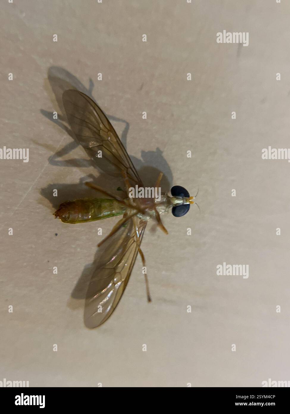 Compost Fly (Ptecticus trivittatus), Insecta, North Carolina, US Stock ...