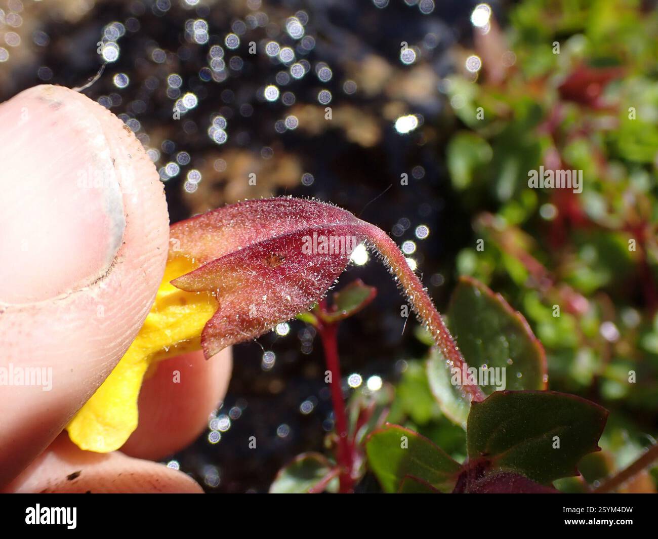 Subalpine flush hi-res stock photography and images - Alamy
