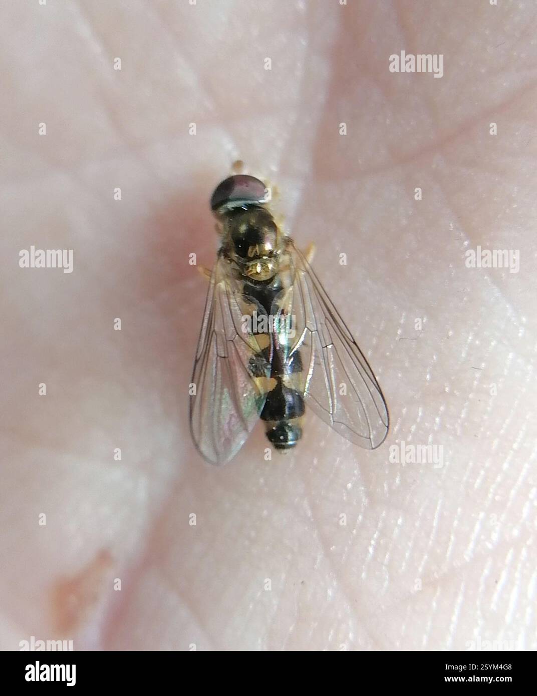 Variable Roundtail (Meligramma triangulifera), Insecta, Novosibirskiy ...