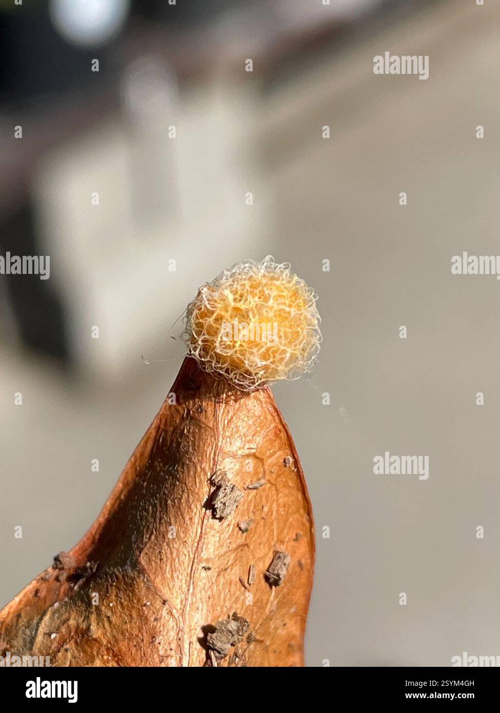 Spiders (Araneae), Arachnida, E Arques Ave, Sunnyvale, CA, US, I feel ...