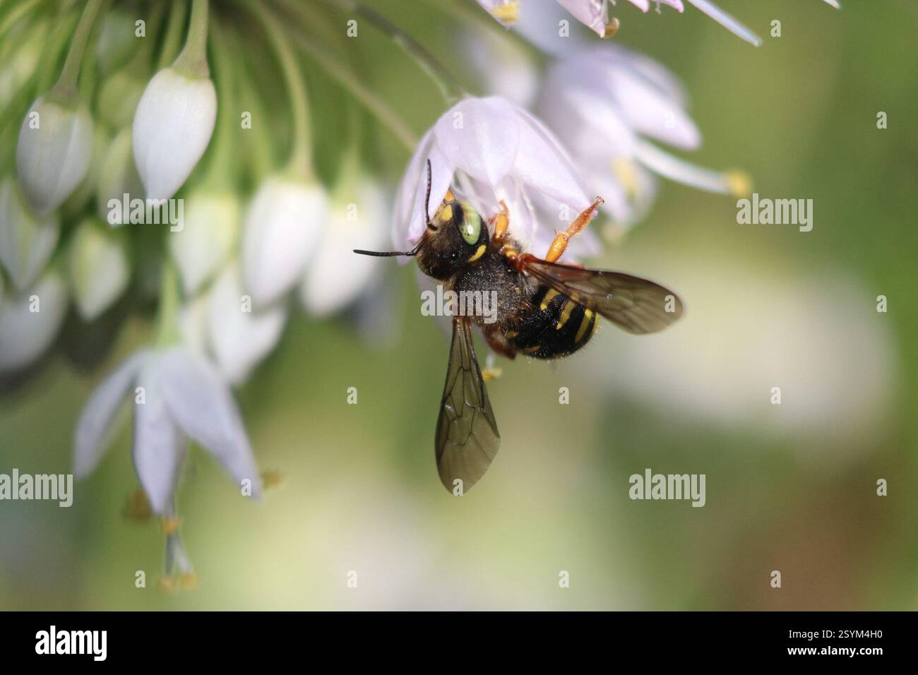 Oblong Woolcarder Bee (Anthidium oblongatum), Insecta, FOGS Pollinator ...