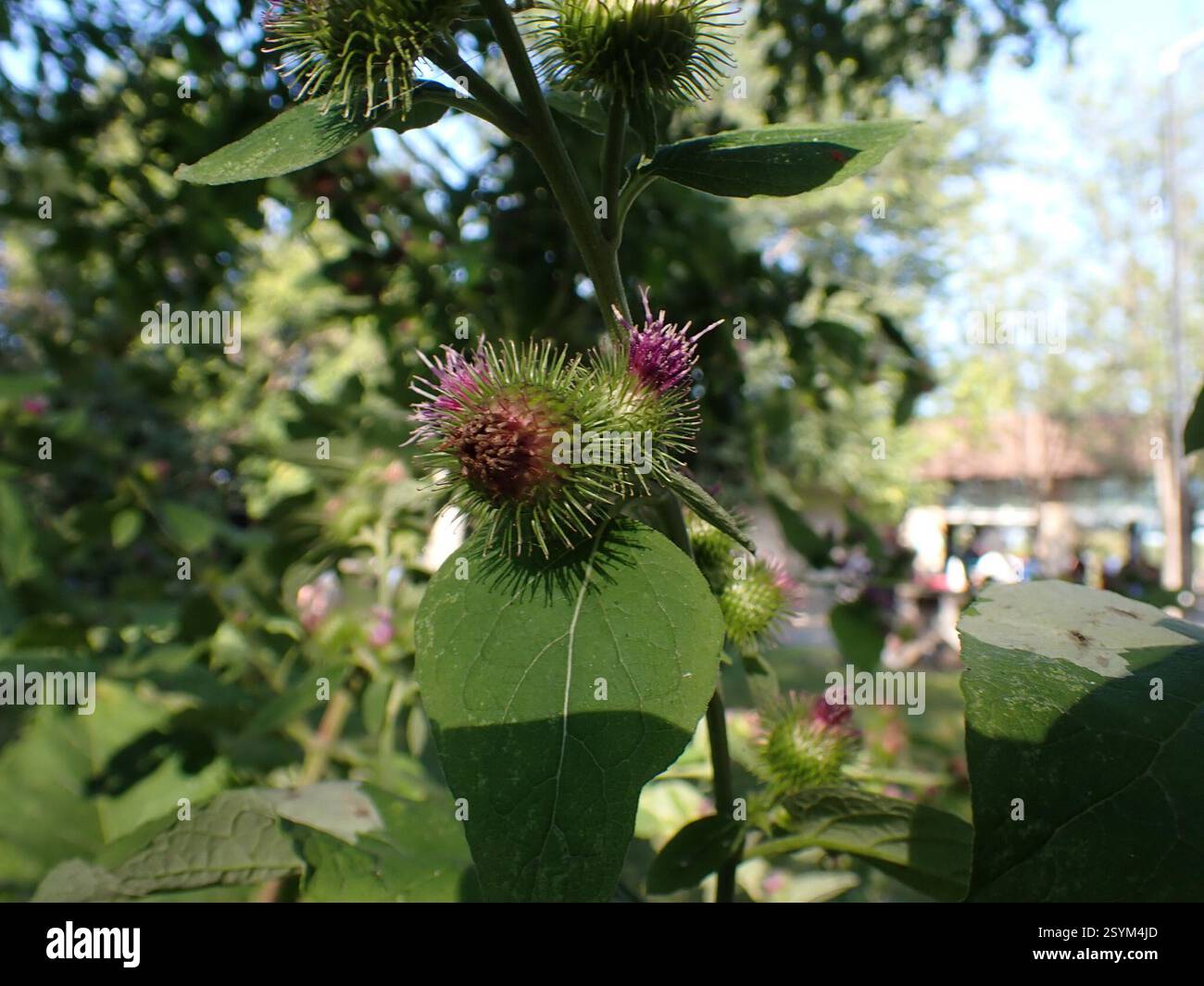 lesser burdock (Arctium minus), Plantae, Wellington Crescent, Winnipeg ...