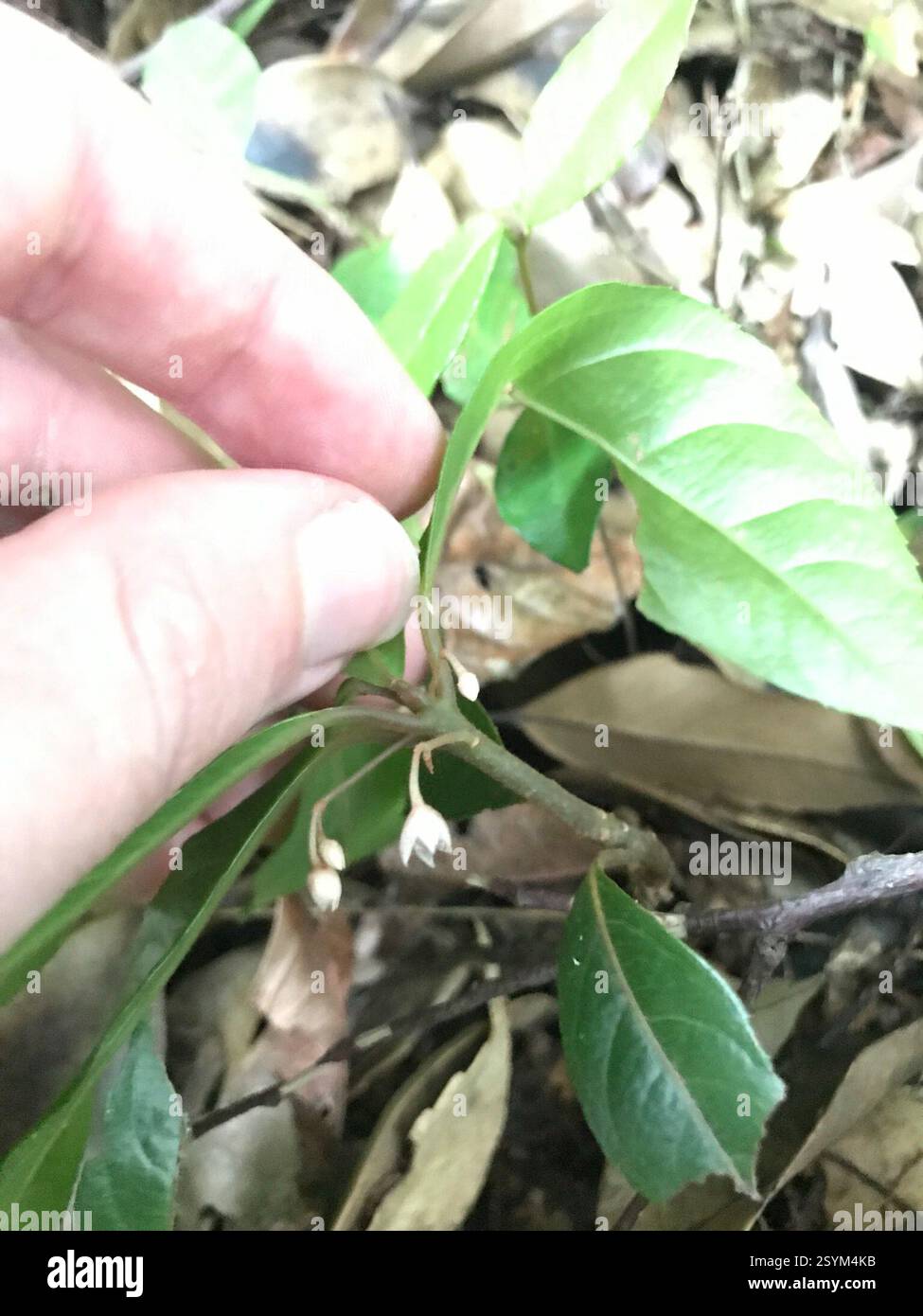 Japanese cleyera (Ardisia japonica), Plantae, Kamikoshikicho Kuwanoura ...