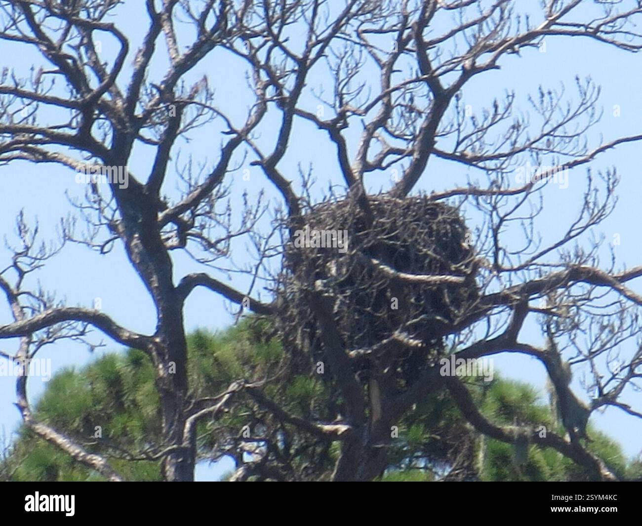 Bald Eagle (Haliaeetus leucocephalus), Aves, Wassaw Island, GA, USA ...