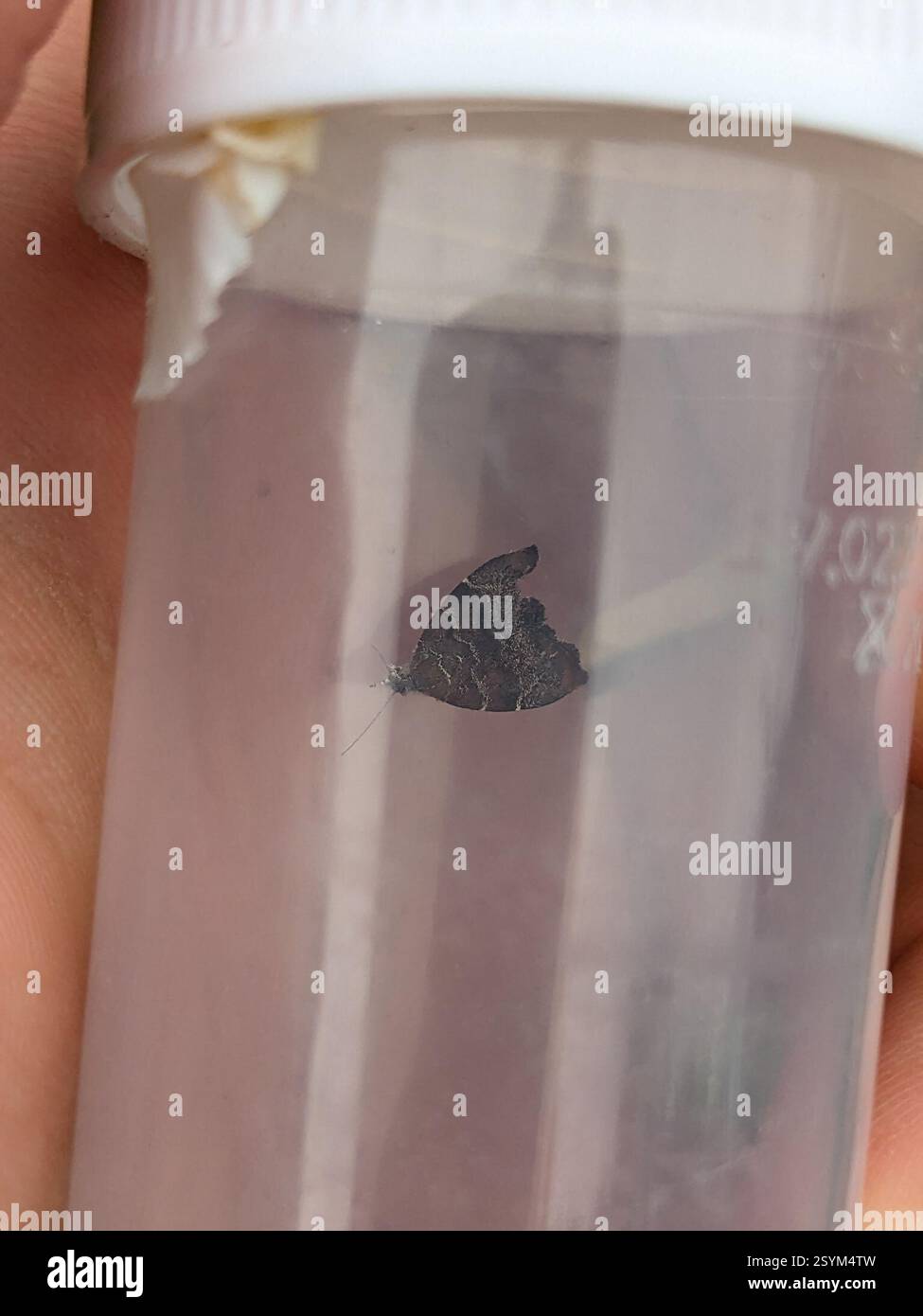 Fig tree skeletonizer moth hi-res stock photography and images - Alamy