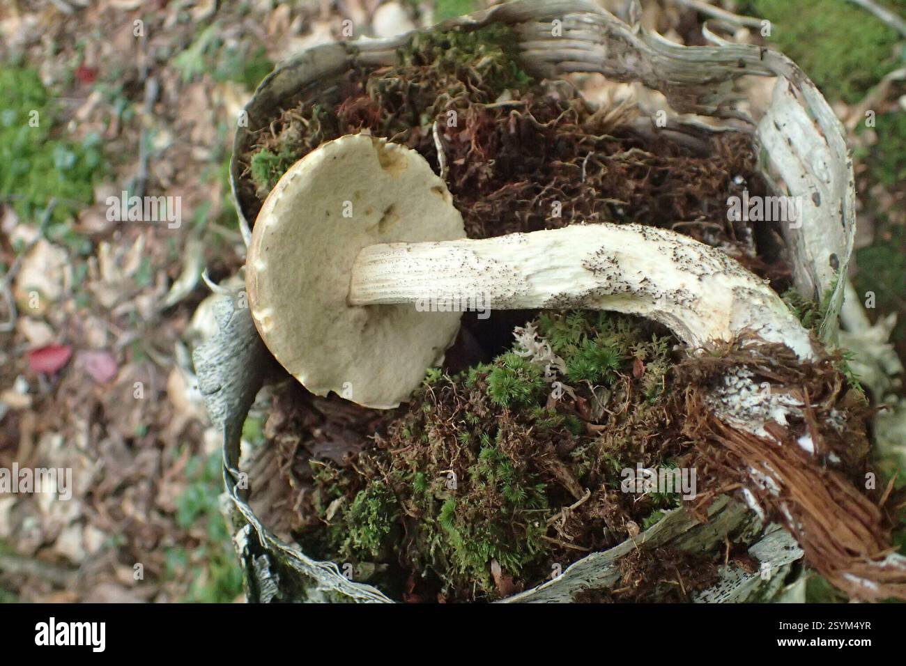 Ghost Bolete (Leccinum holopus), Fungi, Petersburg, NY 12138, USA Stock ...