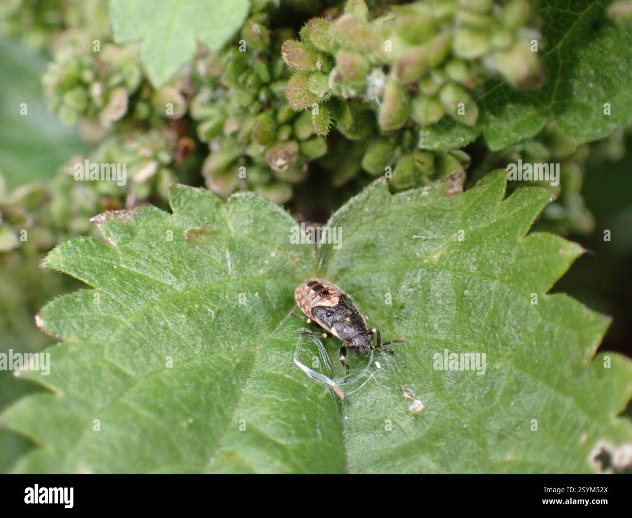 Nettle ground bug (Heterogaster urticae), Insecta, Edinburgh, UK Stock ...