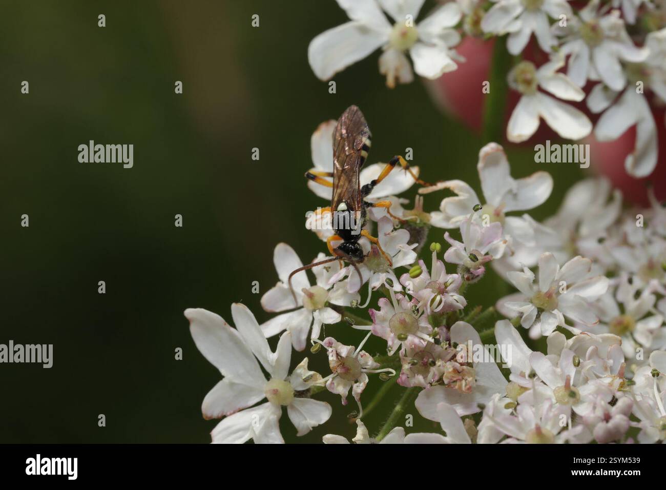 (Ichneumon sarcitorius), Insecta, Talacre Beach area, Station Road ...